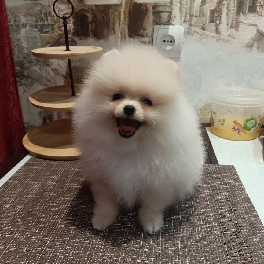 Настоящие померанцы