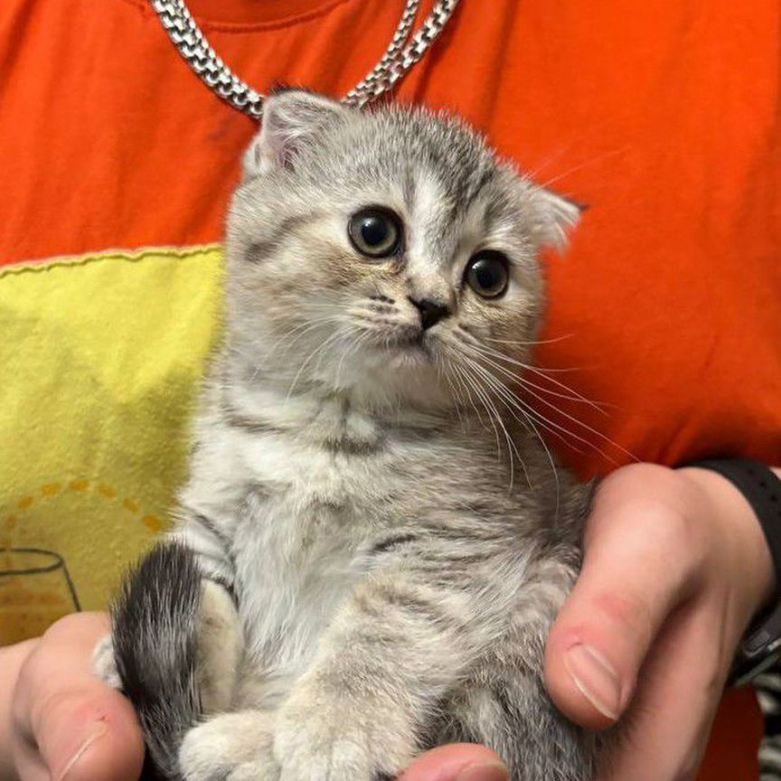 Шотландские вислоухие котята