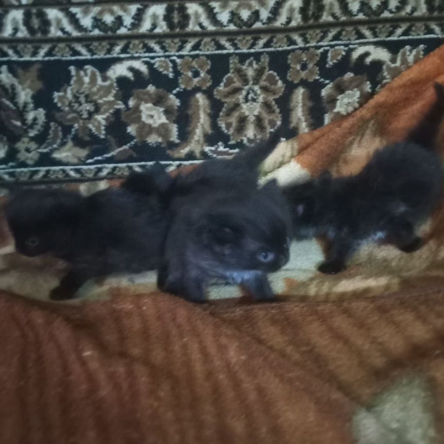 Сибирский котёнок