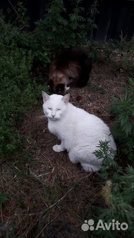 Кот белоснежный