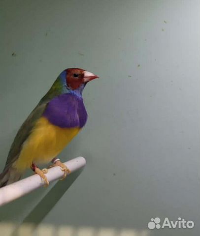 Самец Амадины Гульда с родословной