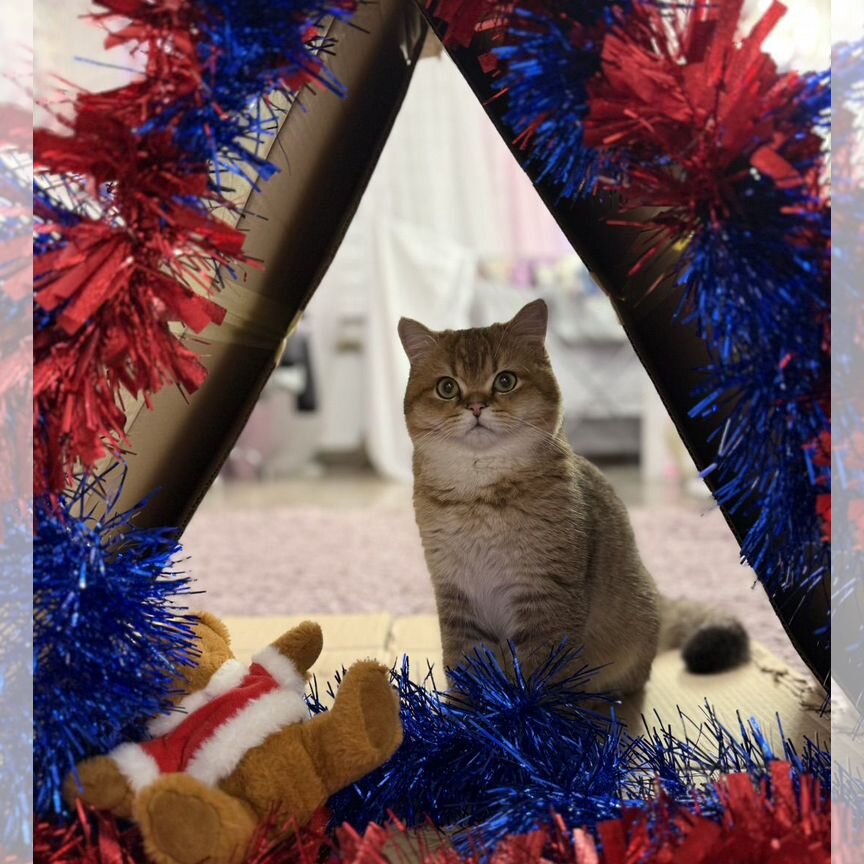 Шотландский вислоухий короткошёрстный котёнок