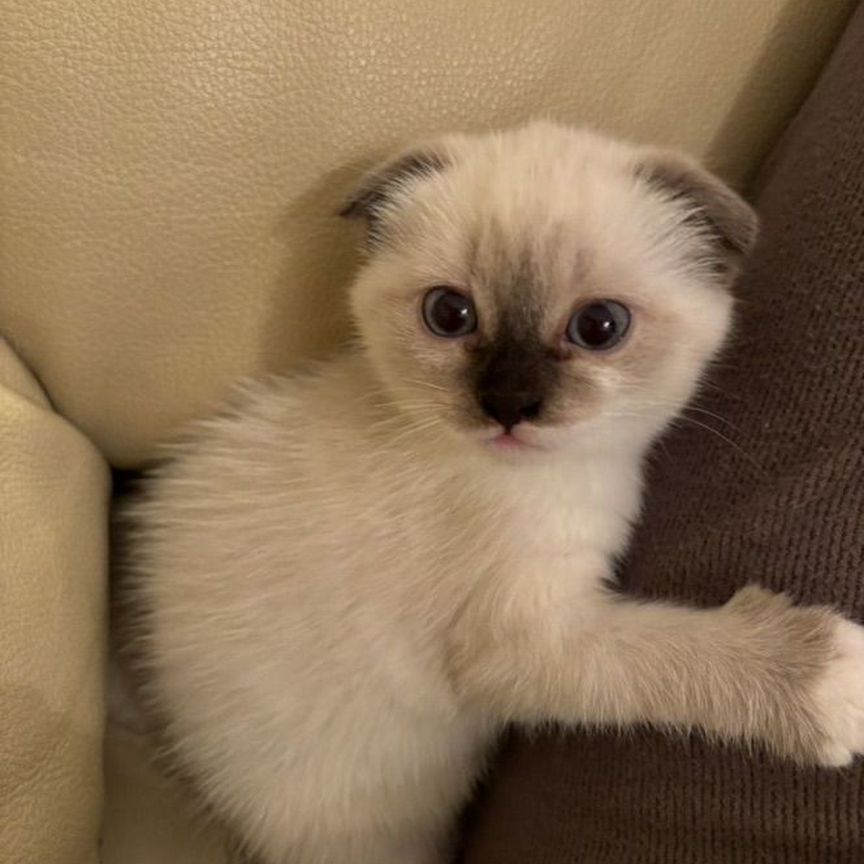 Сиамская кошечка