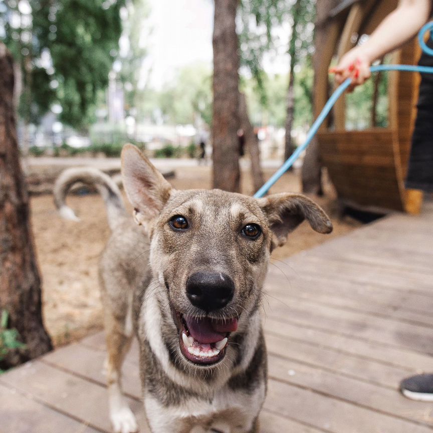 Самая любвеобильная собака Липа ждёт свою семью