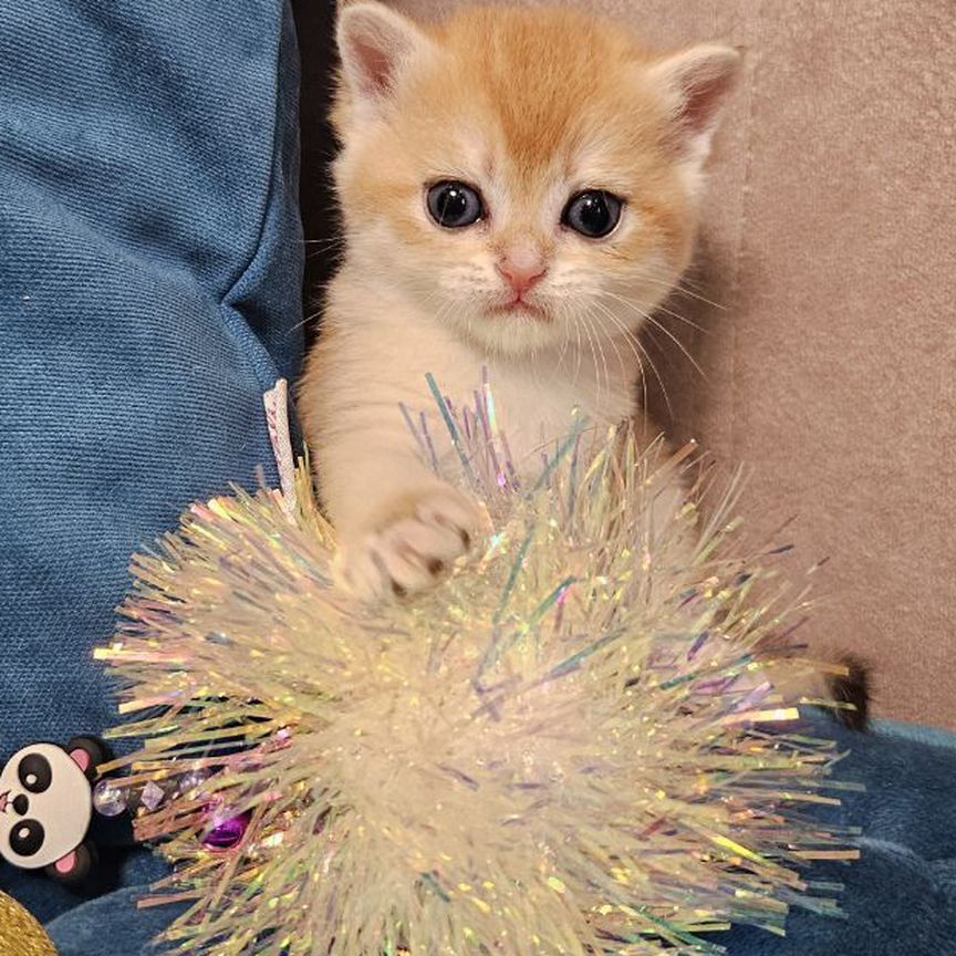 Шотландская красавица