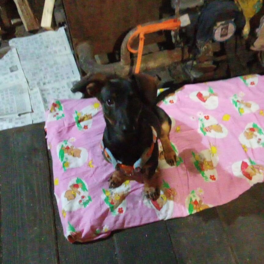 Собака в добрые руки щенок чихуахуа-такса