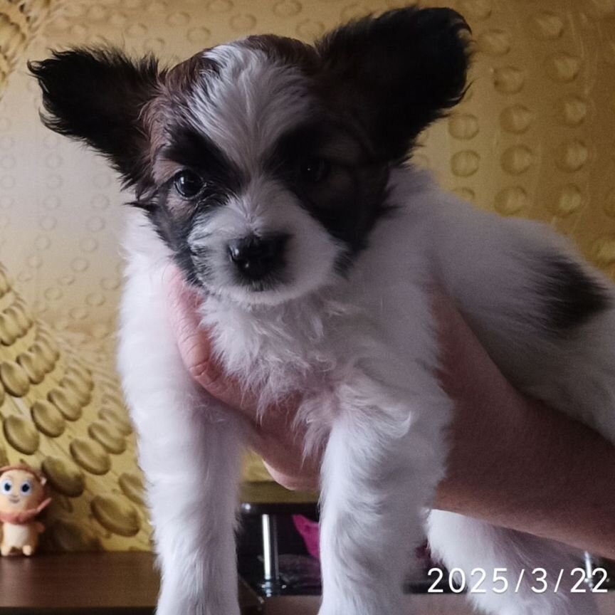 Щенок континентального той-спаниеля