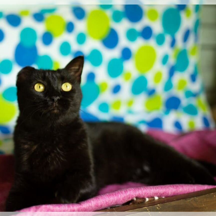 Кошечка Фенечка сильно старалась выжить