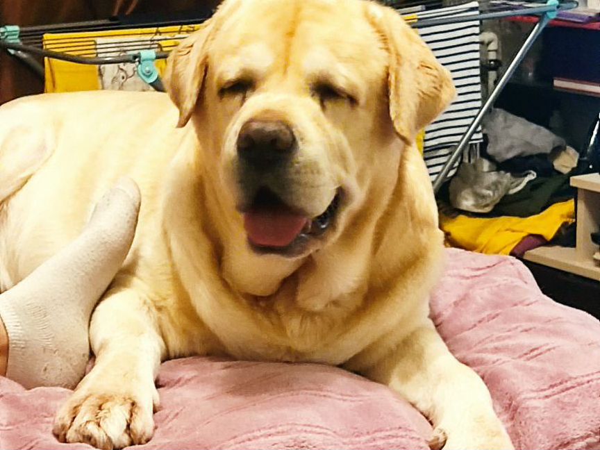 Кобель для вязки Лабродор