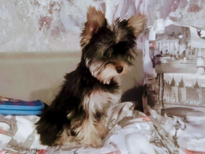 Мальчик и девочка