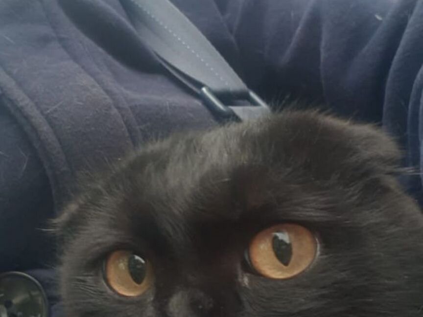 Вислоухий котик
