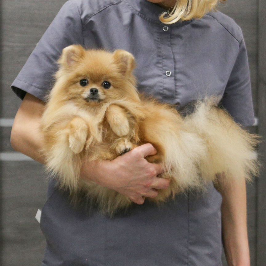 Померанский шпиц, щенок