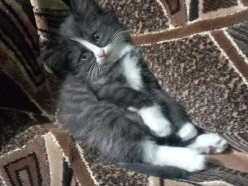 Кошки