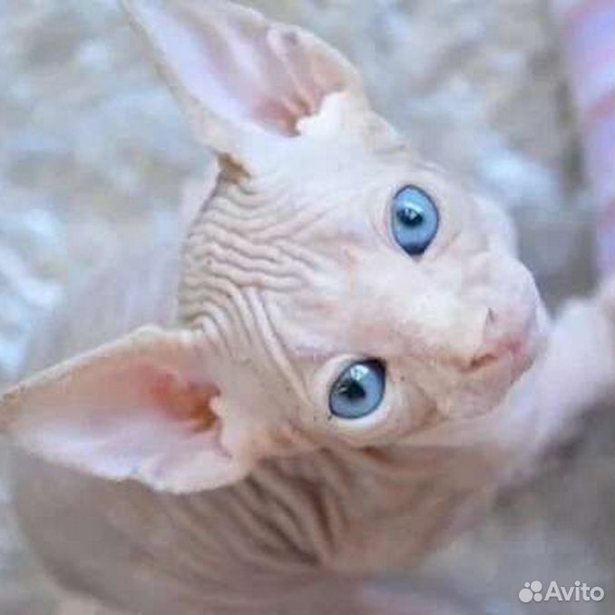 Котёнок Сфинкс белый с голубыми глазами