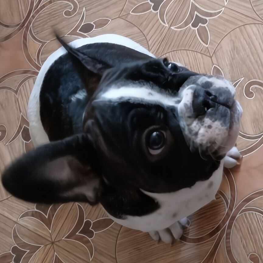 Французский бульдог, щенок