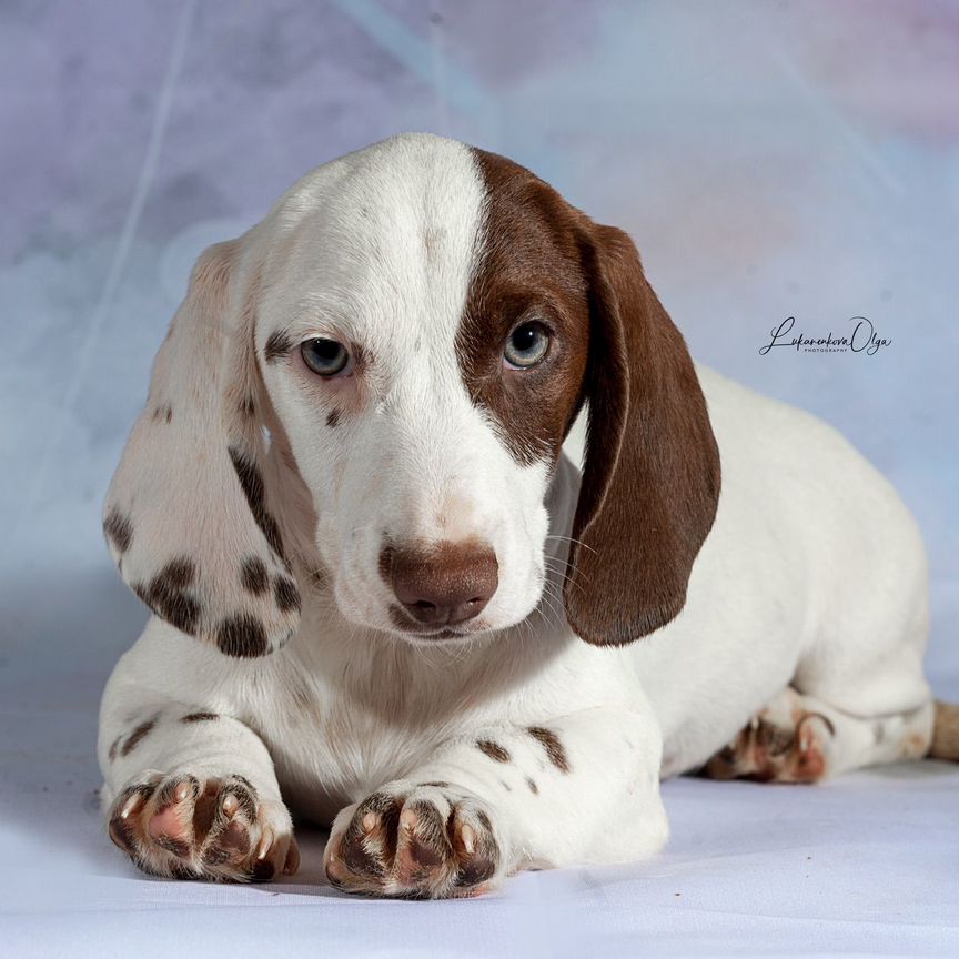 Белая такса девочка окрас пайболд