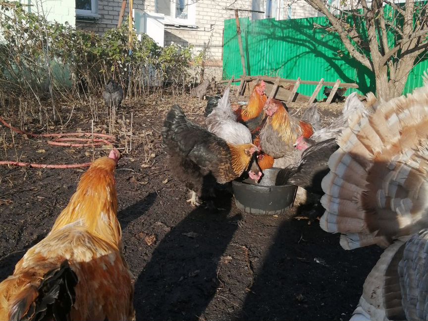 Куры и петухи породистые