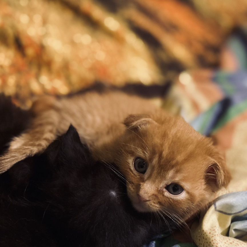 Шотланский вислоухий котенок