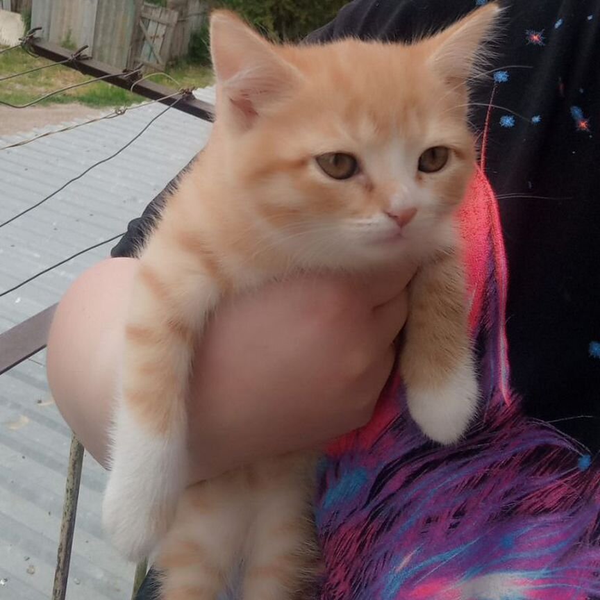Котёнок в добрые руки