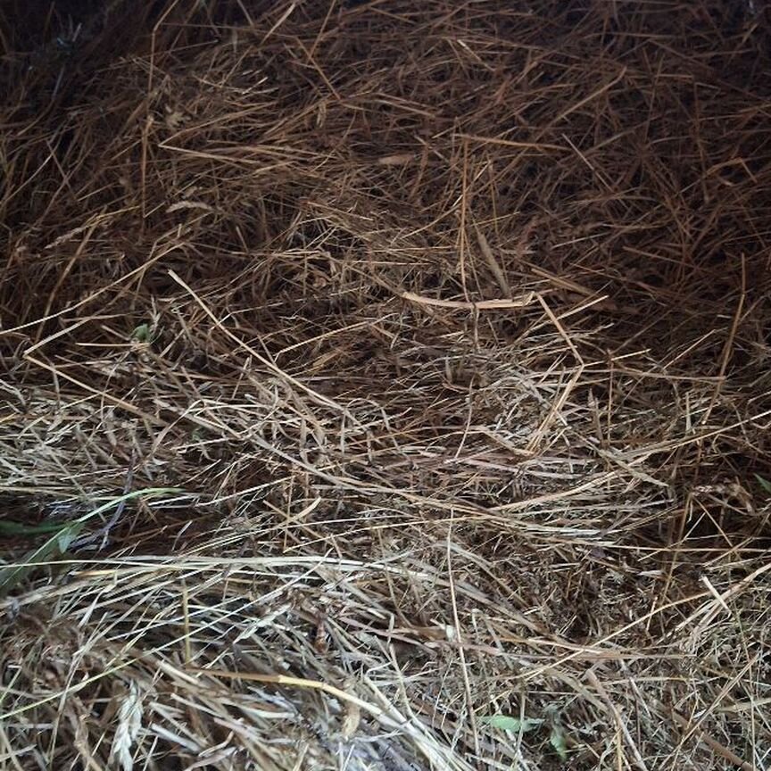 Продам сено