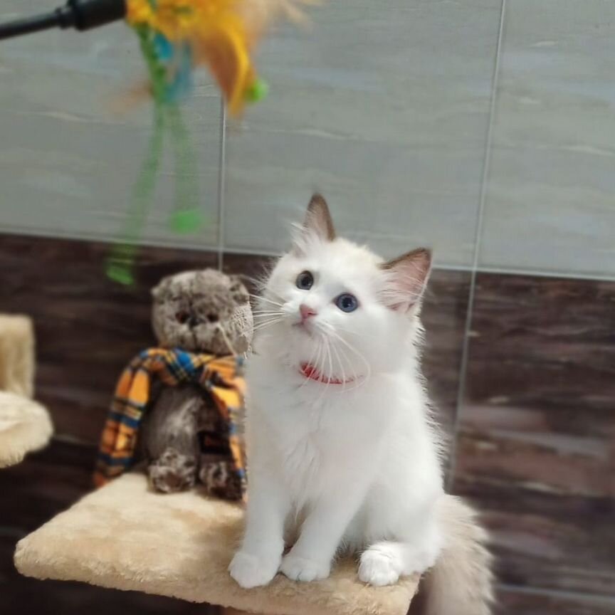 Котёнок Рэгдолл