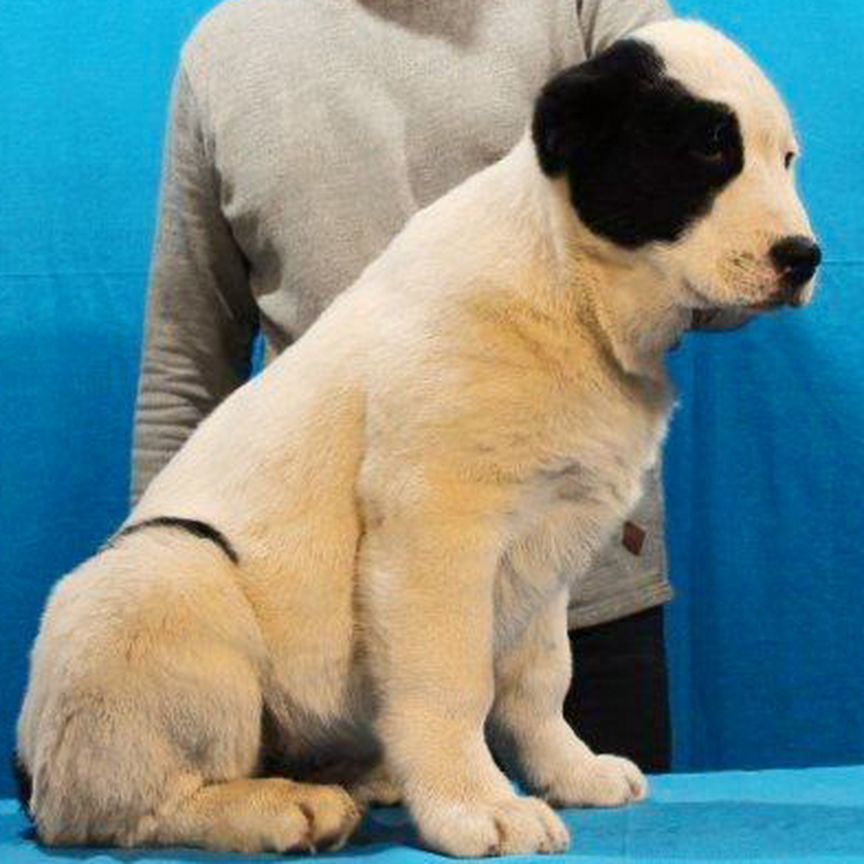 Отличные щенки