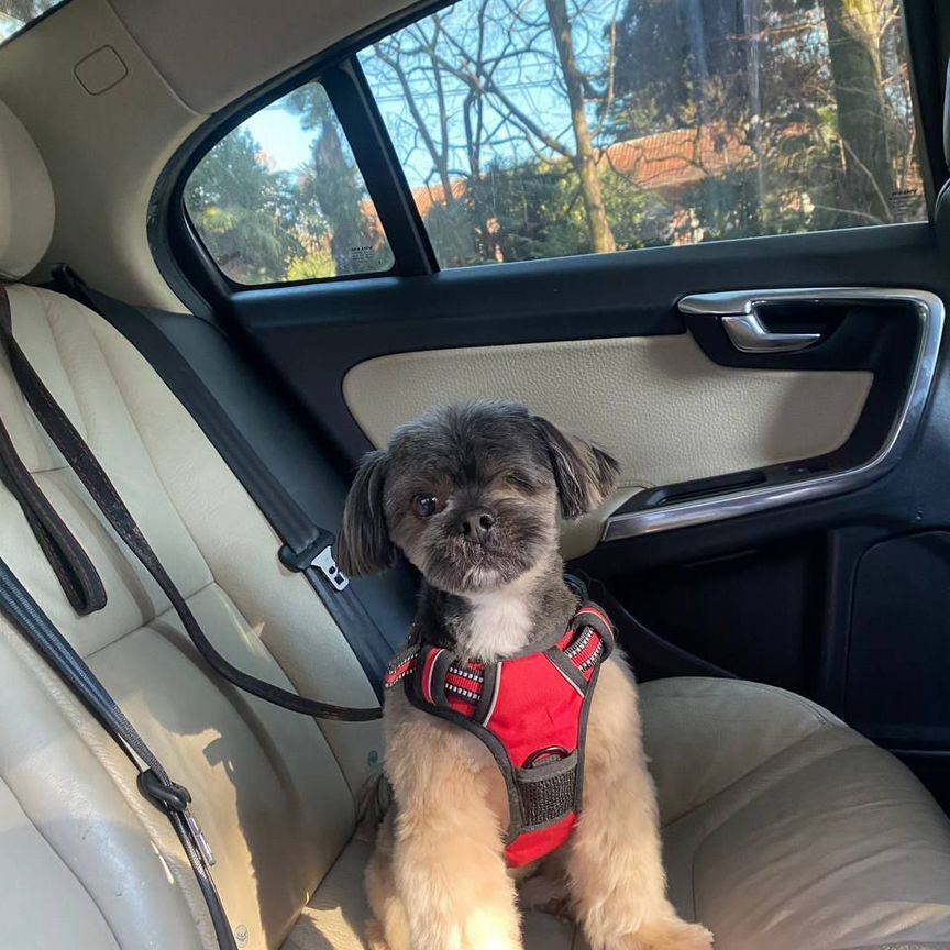 Маленькая собака ждёт человека