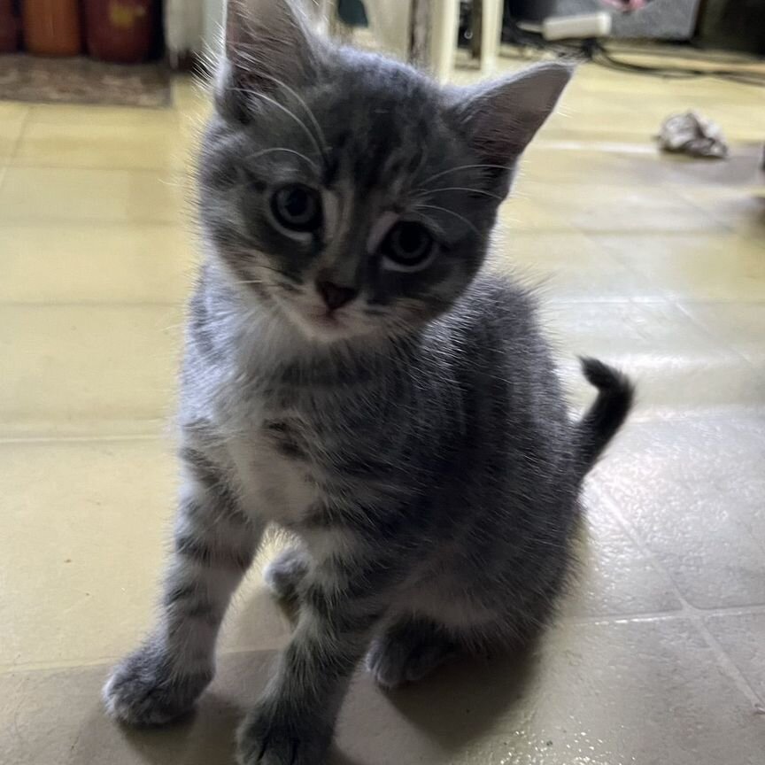 Котёнок в добрые руки