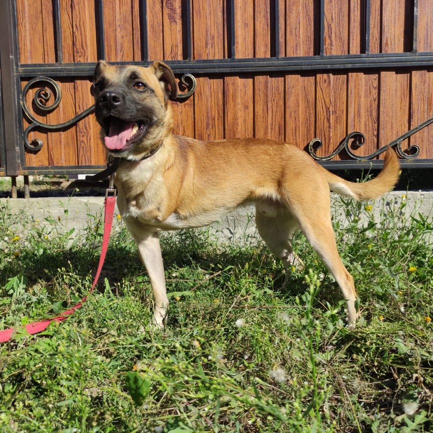 Бублик ищет дом