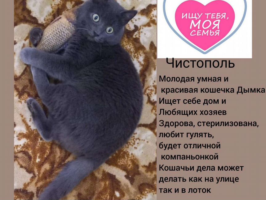 Кошка Стерилизованная