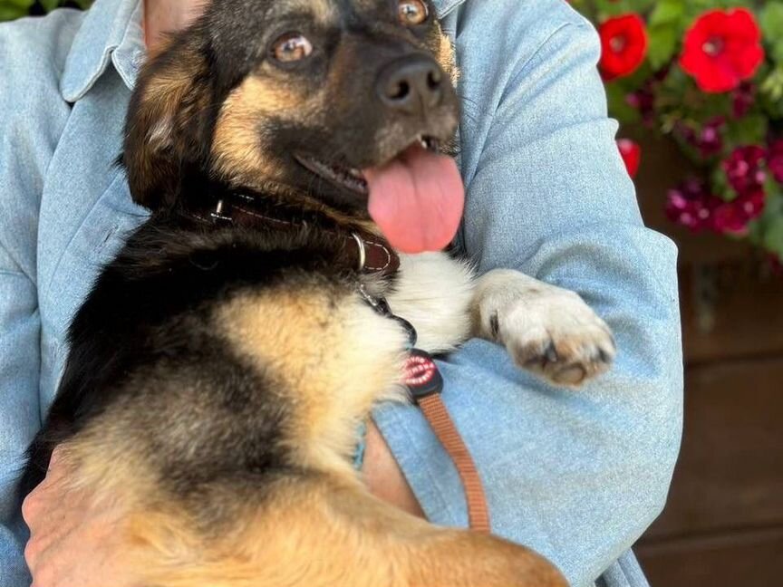 Маленькая спокойная собачка в добрые руки ищет дом