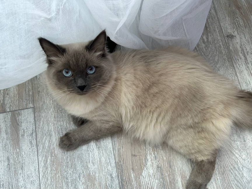 Вязка с котом