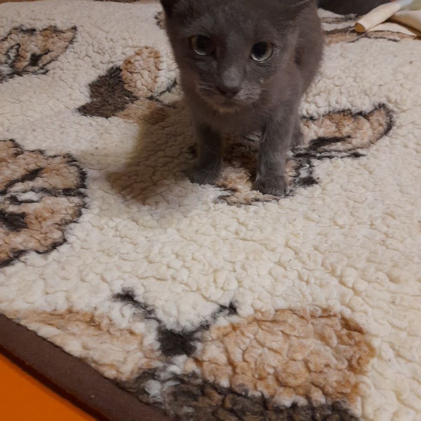 Отдам кота в добрые руки