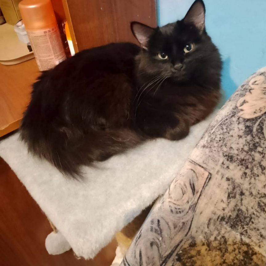 Кошка Маша
