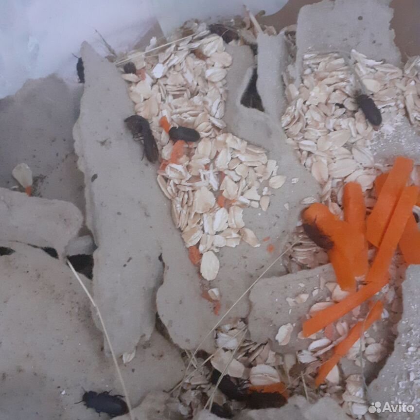 Мучнистые черви