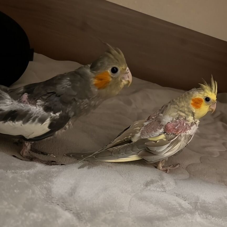 Попугай Корелла птенец