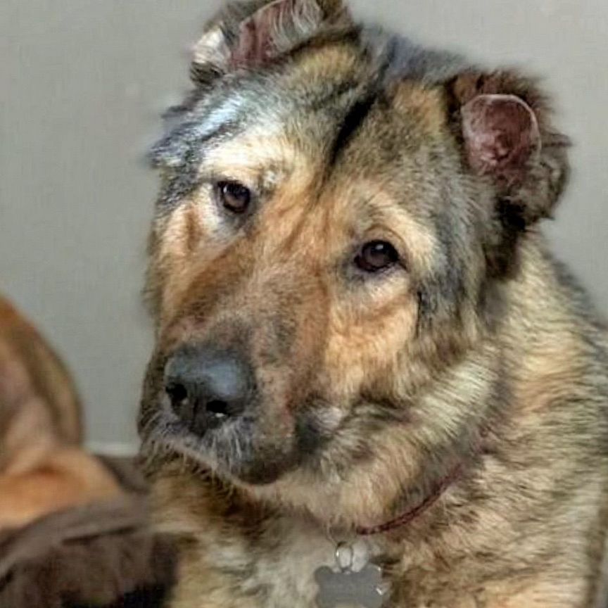 Марфуша ищет настоящего человека