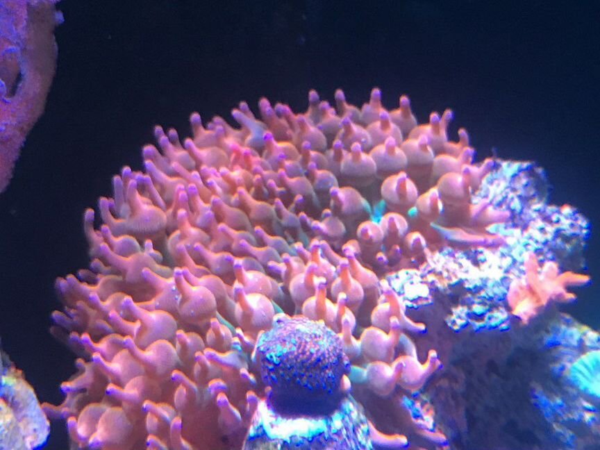 Актиния пузырчатая, квадриколор