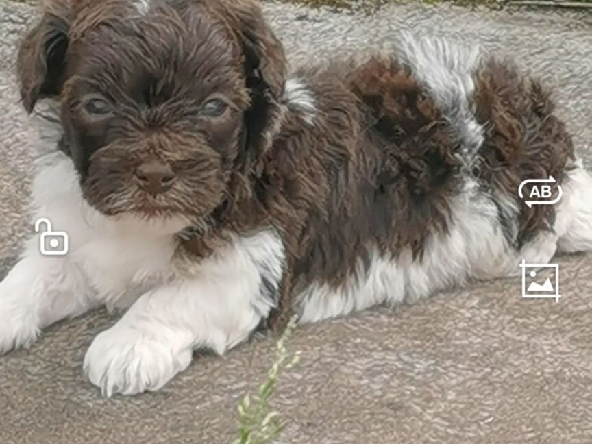 Шоколадный мальчик мини мальтипу