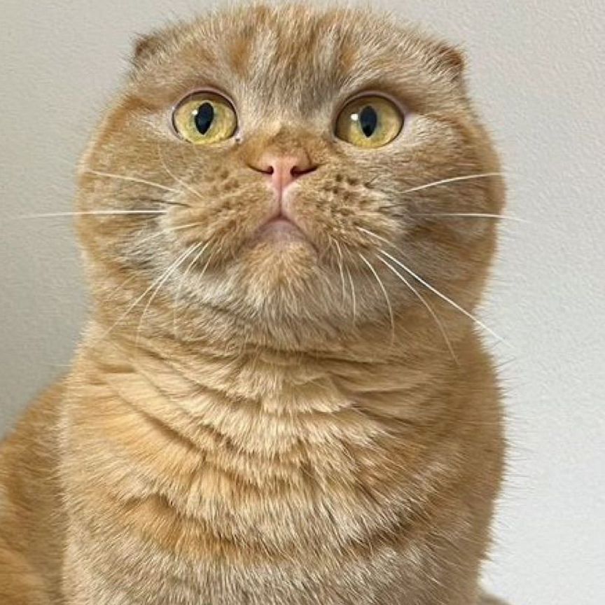 Шотландская вислоухая