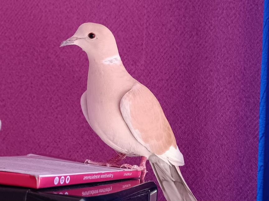 Горлица египетская