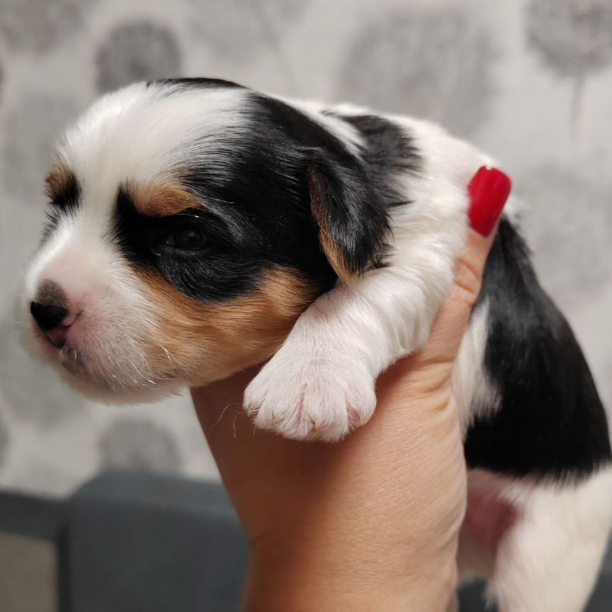 Бивер-йоркширский терьер, щенок