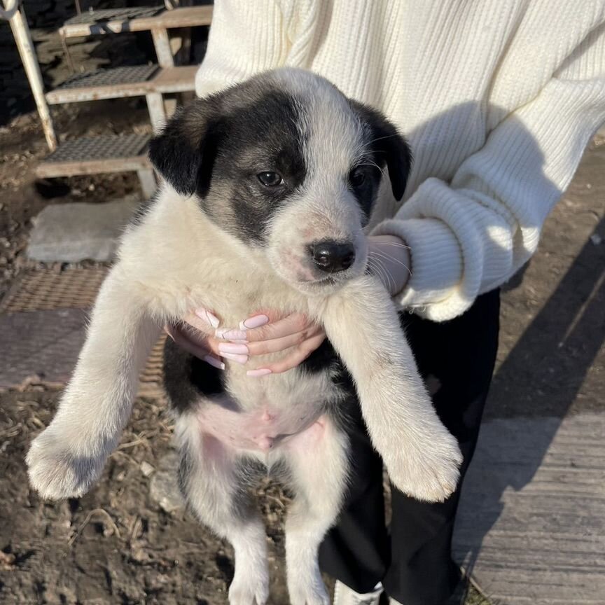 Отдам щенят в добрые руки