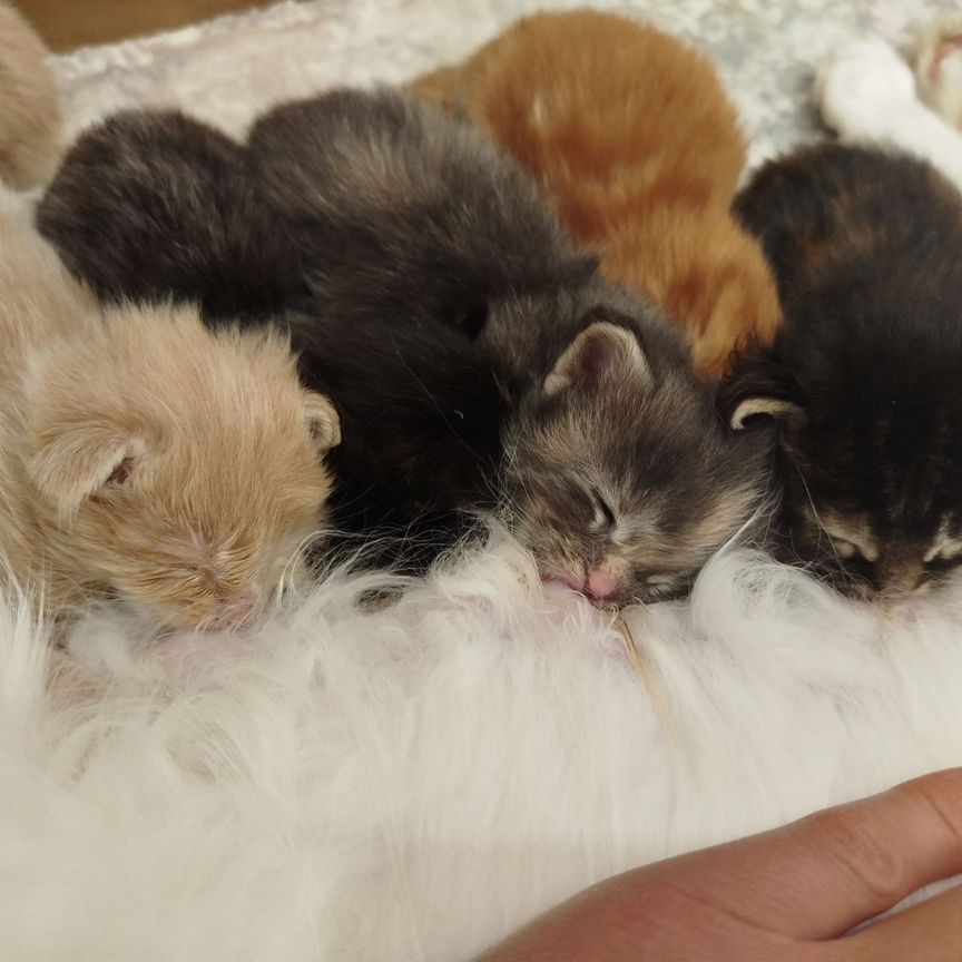 Котята мейнкуна