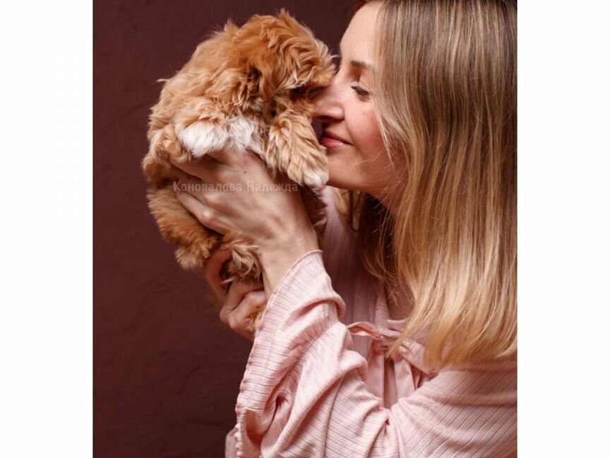 Щенки мальтипу F1 maltipoo