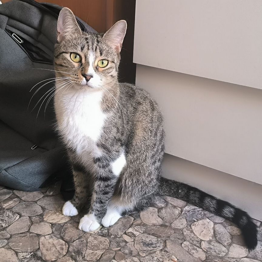 Отдам сладкую булочку в добрые любящие руки