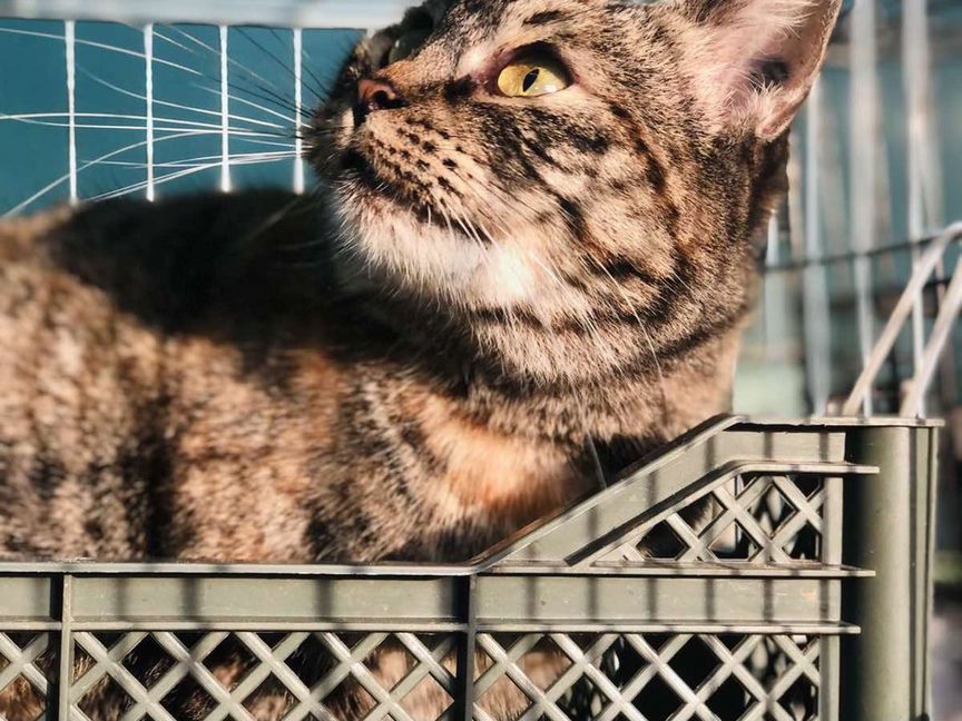 Пристраивается котик из "котокафе в Океане"