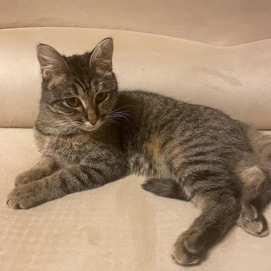 Нежная кошечка-подросток Слава в добрые руки