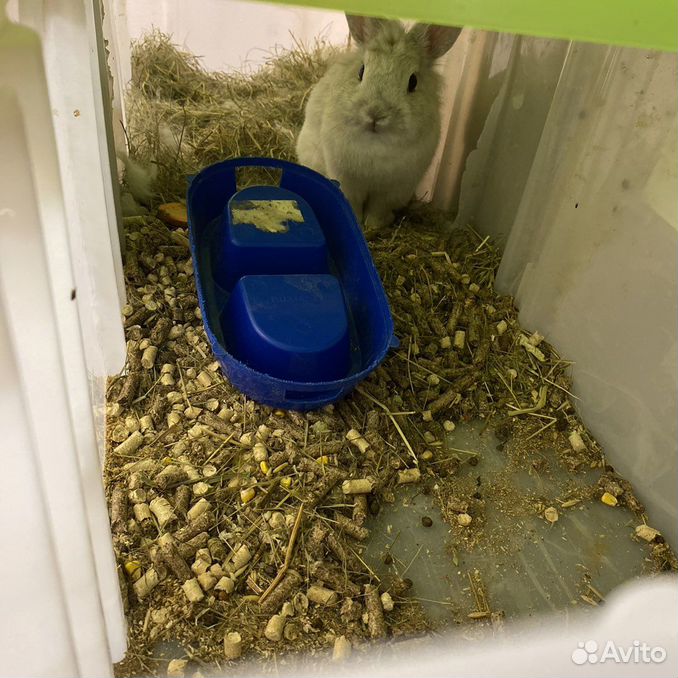Крольчиха ручная с клеткой
