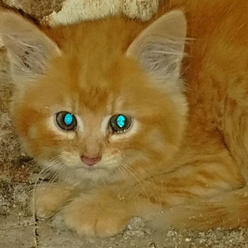 Отдам котенка в добрые руки